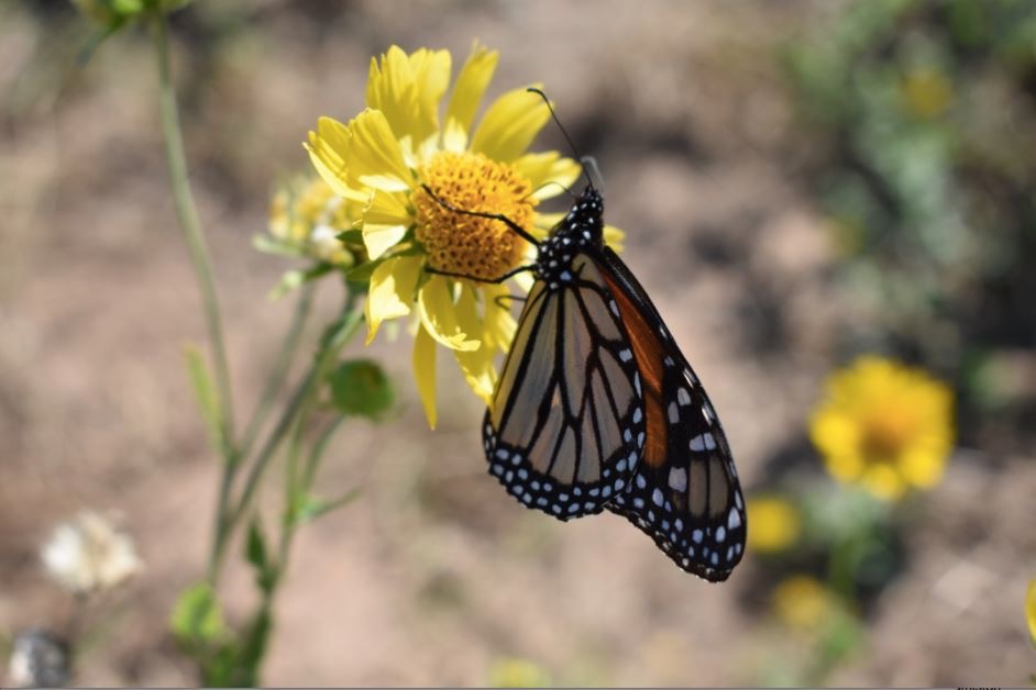 The Hermit and the Butterfly – My Farmtastic Life